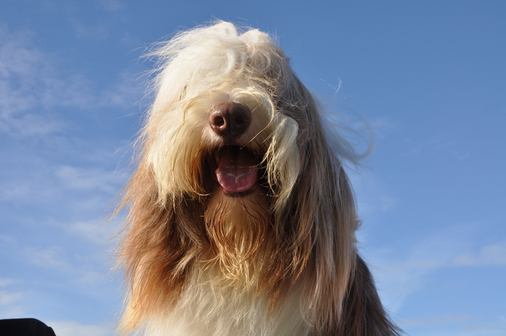The Art of Dog Photography : Pastoral Dogs