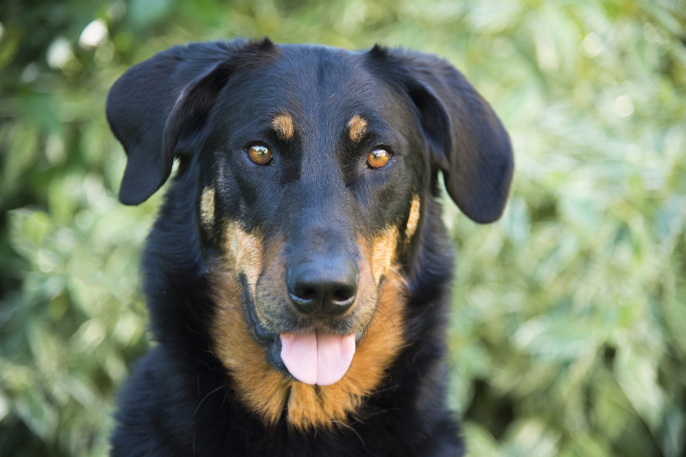 The Art of Dog Photography : Pastoral Dogs