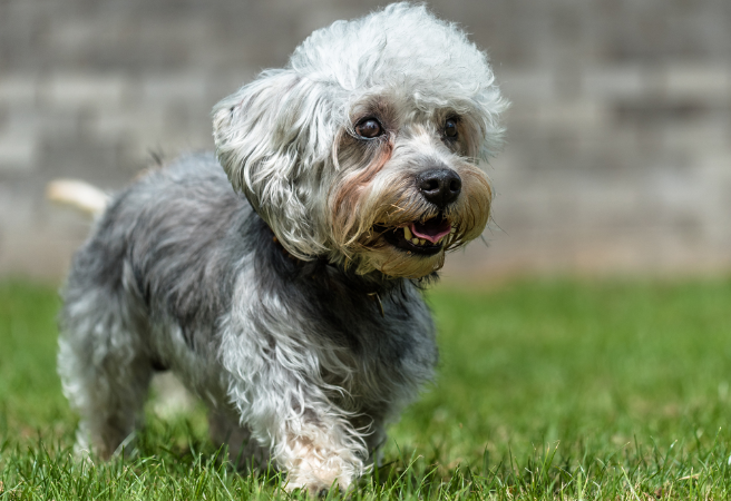 The Art of Dog Photography: British Native Breeds