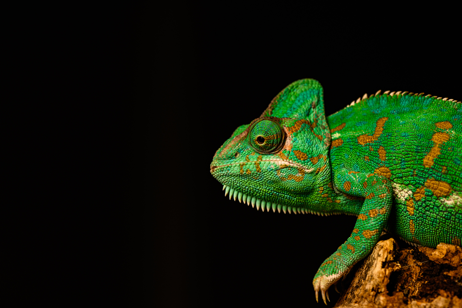 The Art of Macro Photography: Reptiles