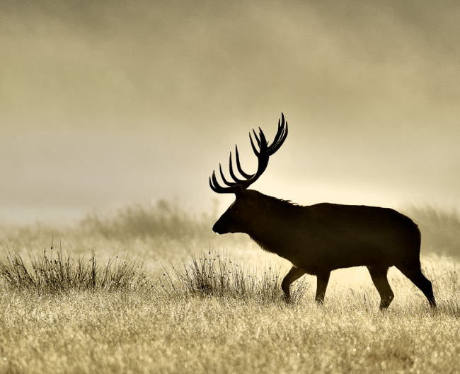 RICHARD PETERS - WILDLIFE PHOTOGRAPHER