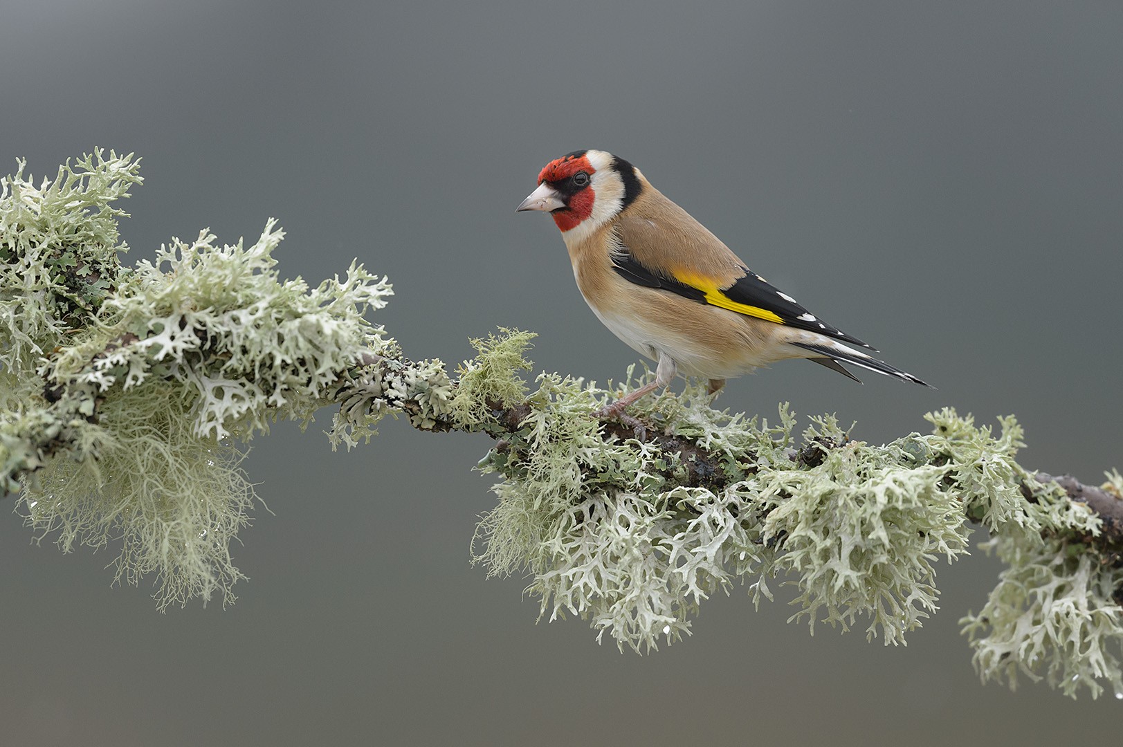 At Home With: Chris Gomersall