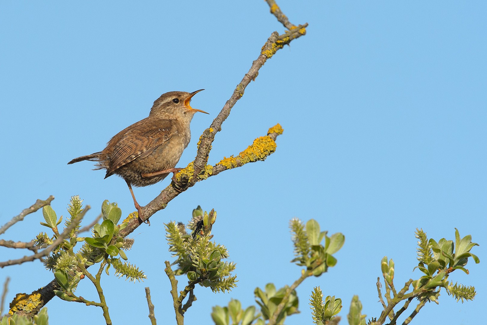 At Home With: Chris Gomersall